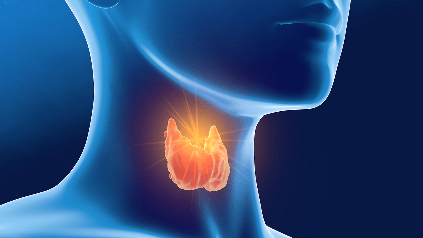 the-thyroid-nota-7.png